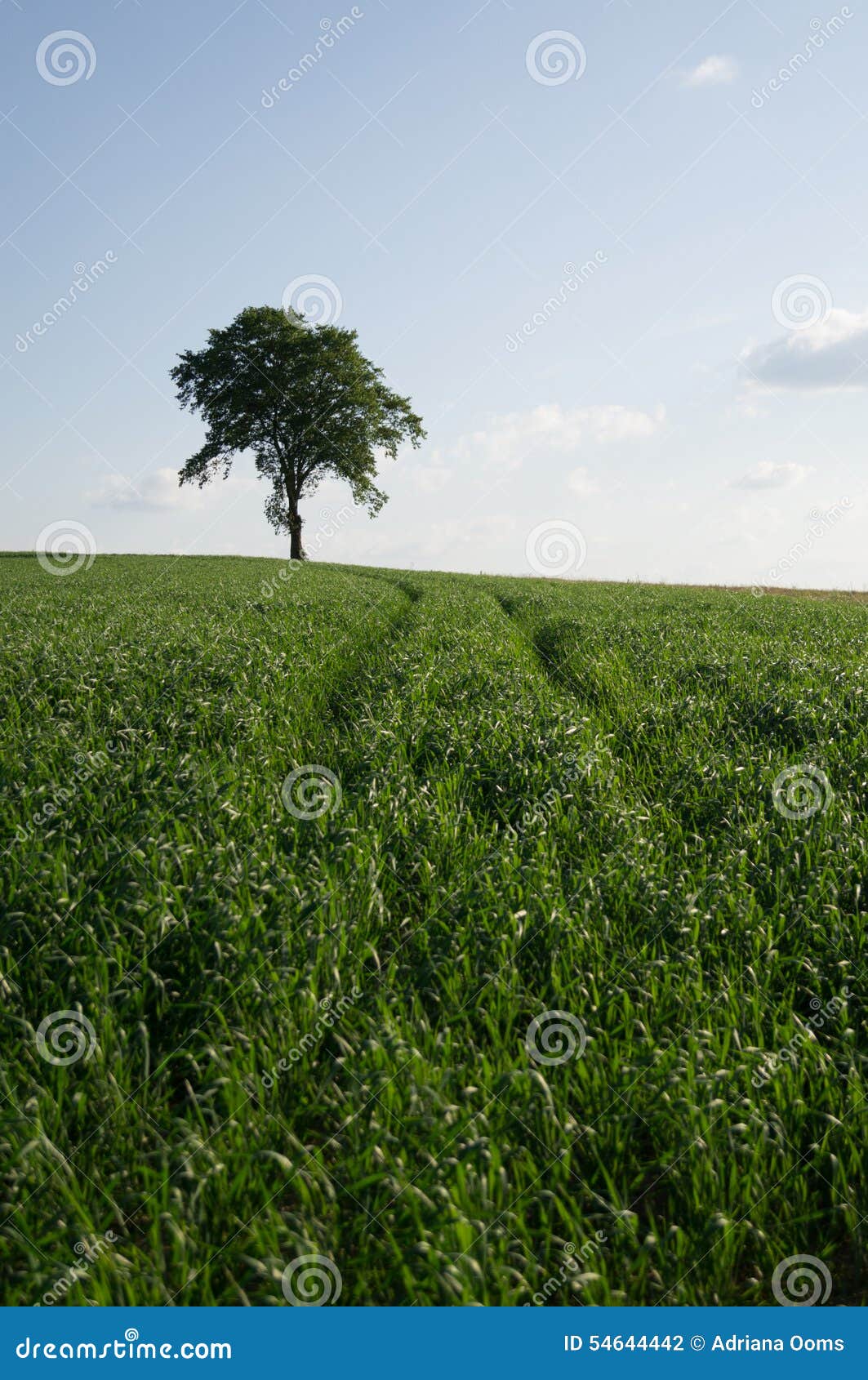 Lonely tree stock photo. Image of grass, life, dirt, ardennes - 54644442