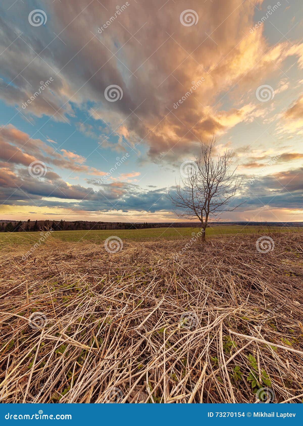 Lonely tree in field stock photo. Image of evening, forest - 73270154