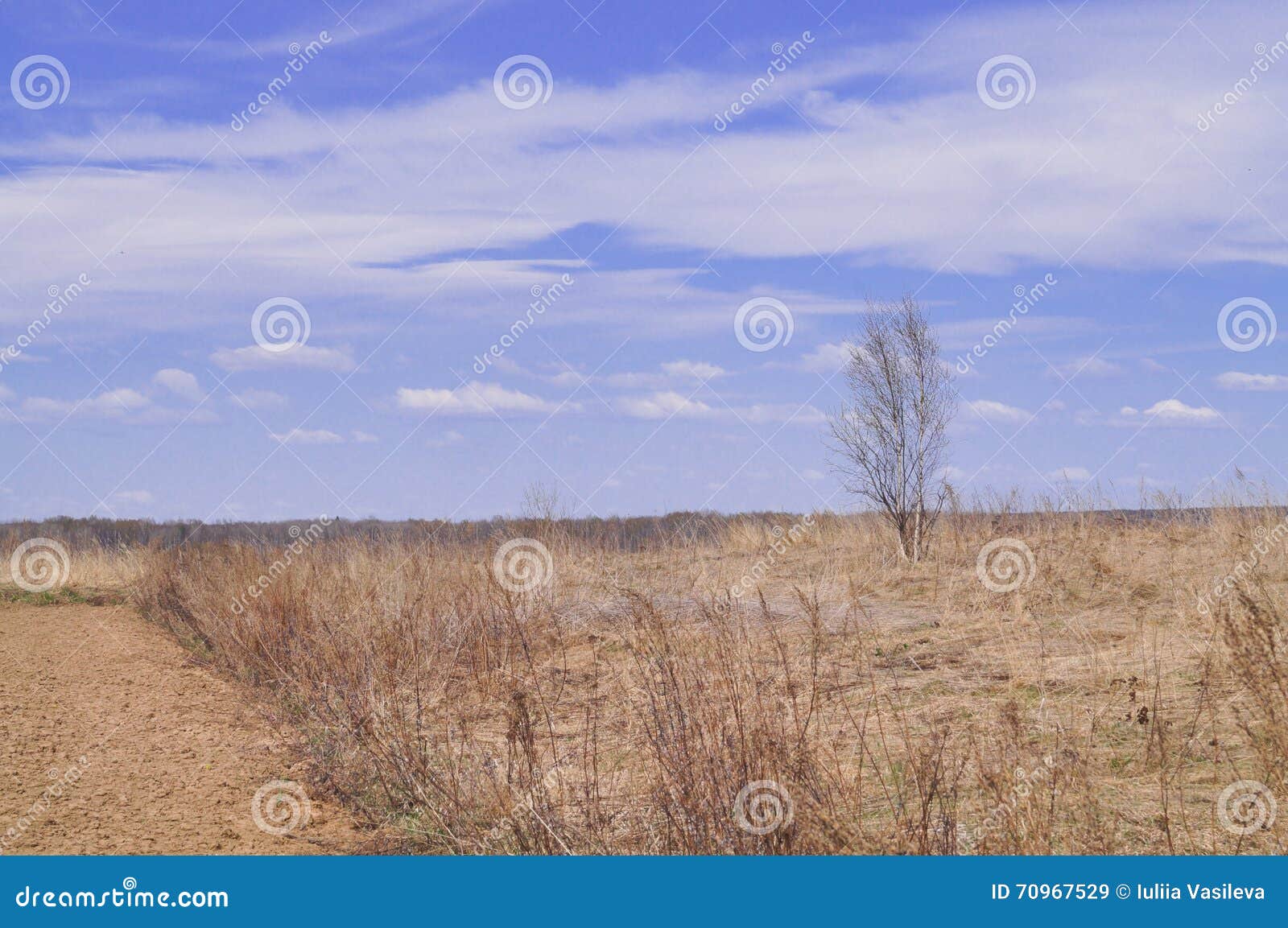 Lonely tree in the field stock image. Image of farm, nature - 70967529