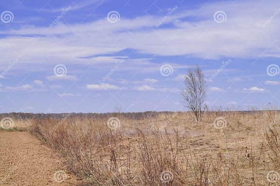 Lonely tree in the field stock image. Image of farm, nature - 70967529