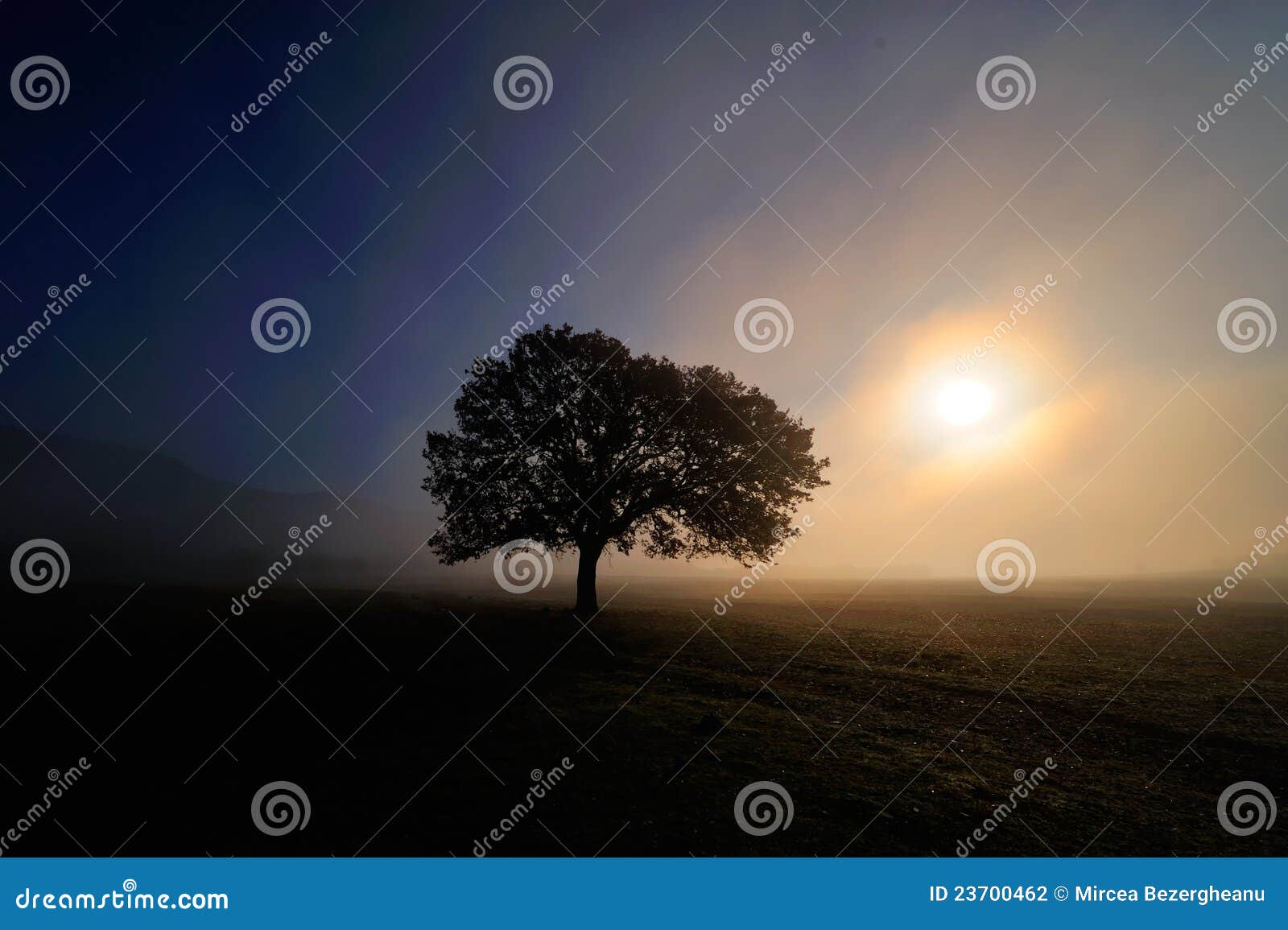 Lonely Tree on Field at Dawn Stock Photo - Image of spring, misty: 23700462
