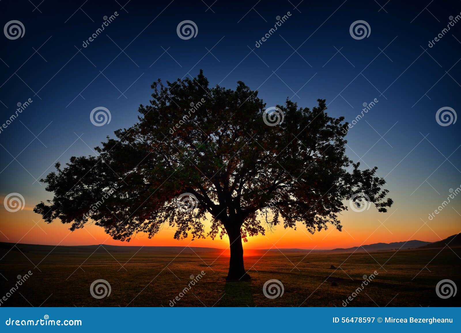 Lonely Tree on Field at Dawn Stock Image - Image of rural, field: 56478597
