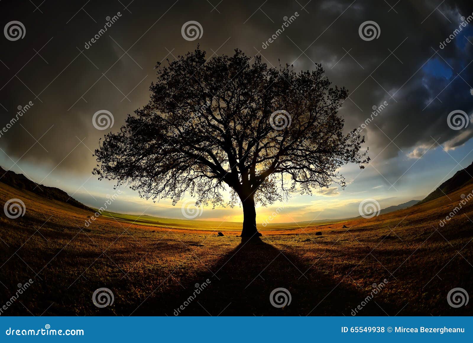 Lonely Tree on Field at Dawn Stock Photo - Image of dawn, blue: 65549938