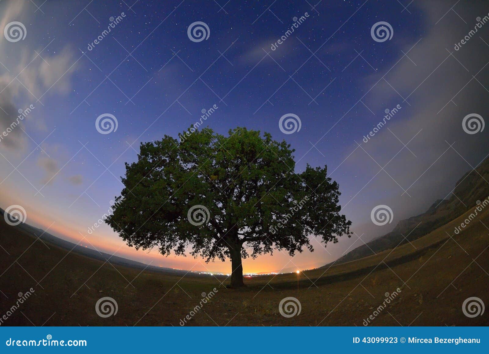 Lonely Tree on Field at Dawn Stock Image - Image of outdoor, autumn ...