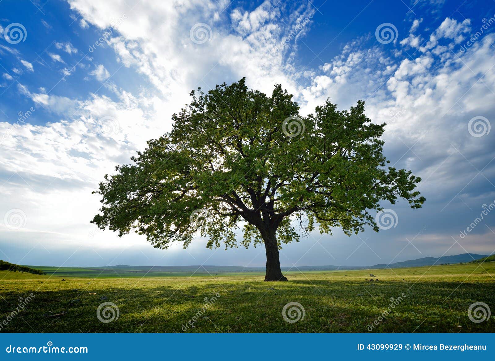 Lonely Tree on Field at Dawn Stock Image - Image of sunrise ...
