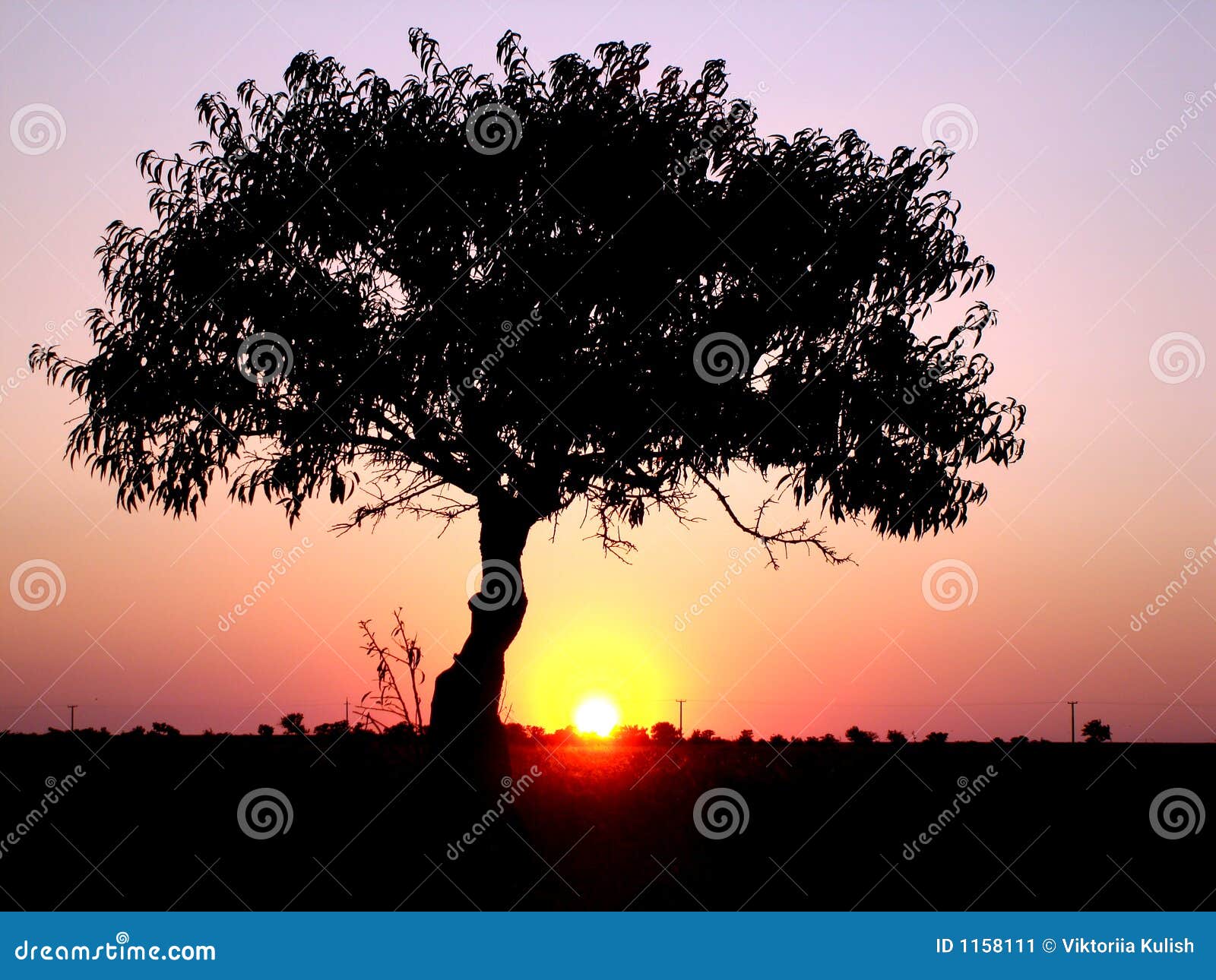 Lonely Tree on a Field in the Evening Stock Image - Image of scenic ...