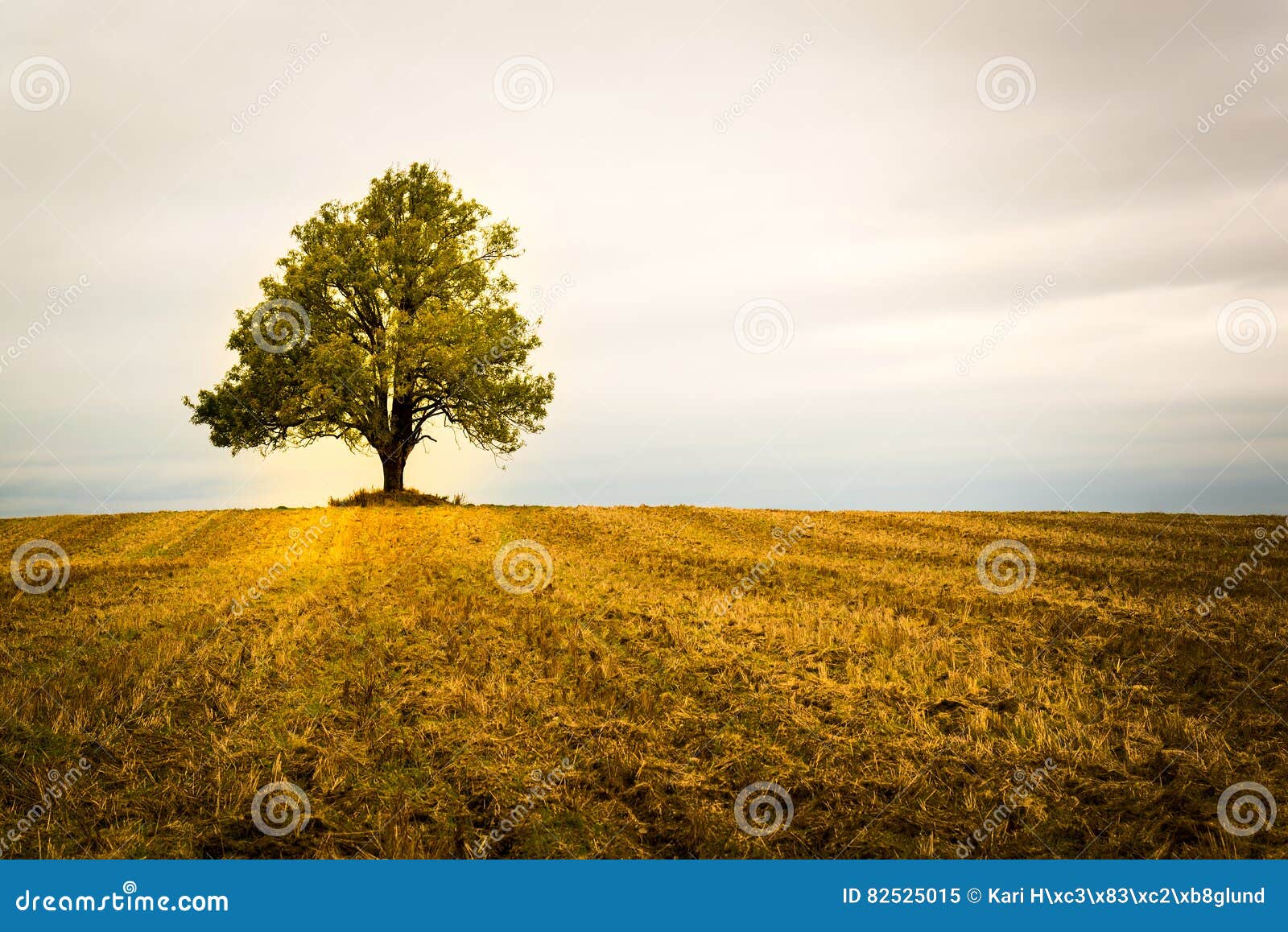 Lonely tree on a field stock image. Image of grass, beauty - 82525015