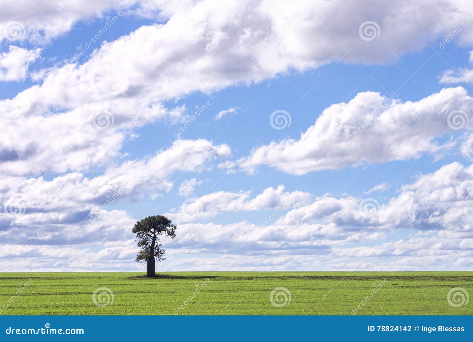 Single tree in green field stock photo. Image of laws - 78824142