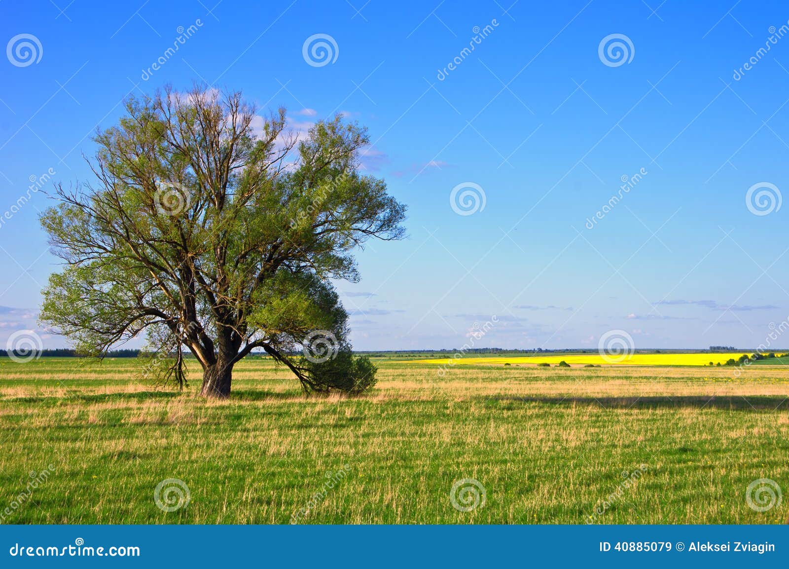 Lonely Tree on a Field in Spring.. Stock Image - Image of solitude ...