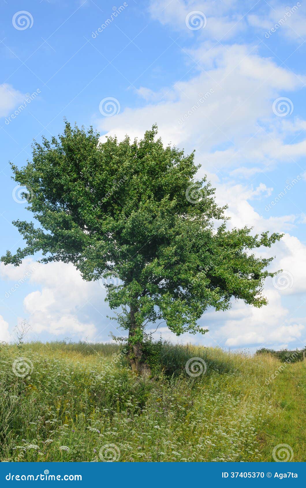 Lonely tree in field stock photo. Image of cloud, outdoors - 37405370