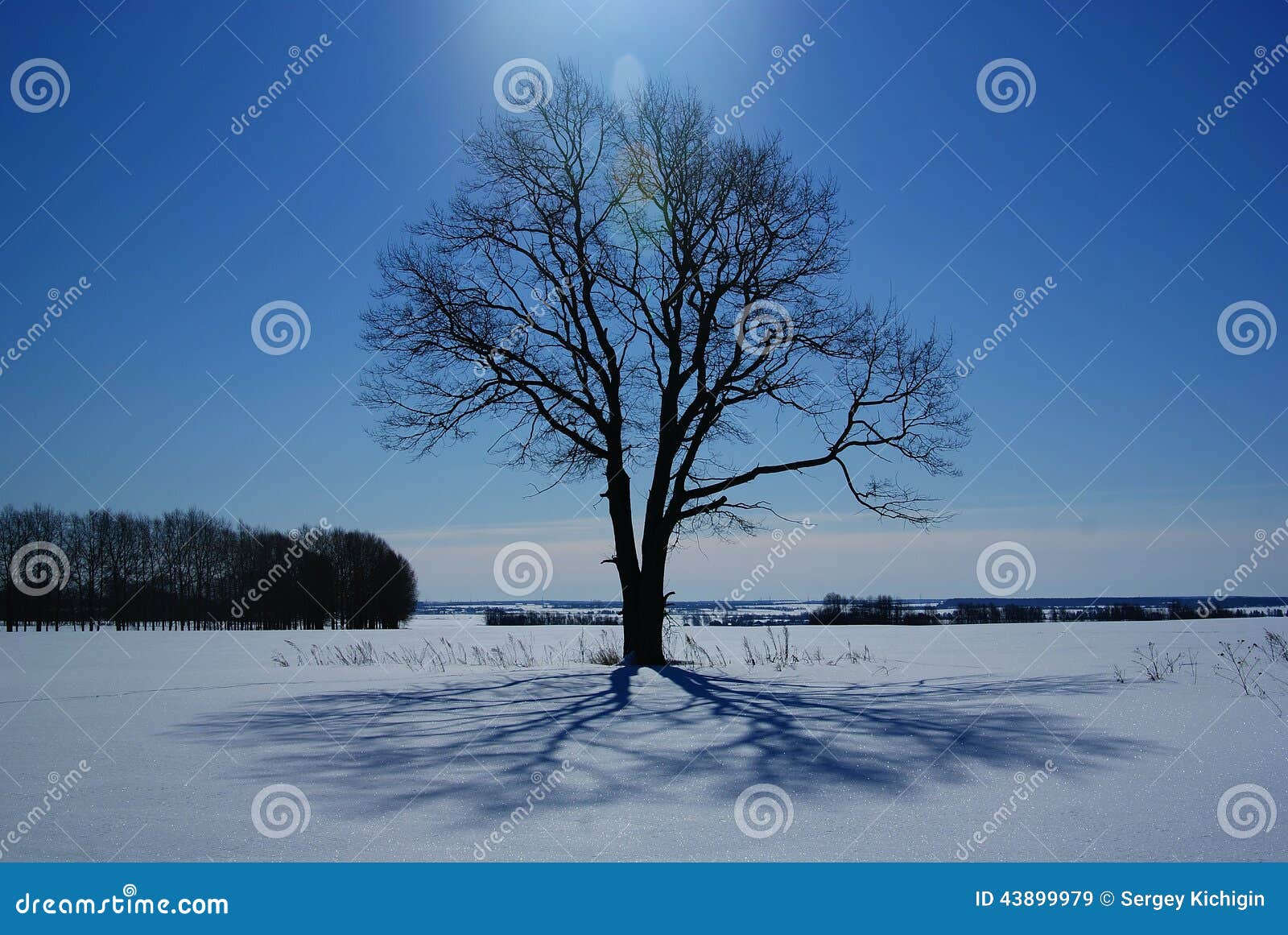 Lonely Tree in a Field in Winter Stock Image - Image of branch ...