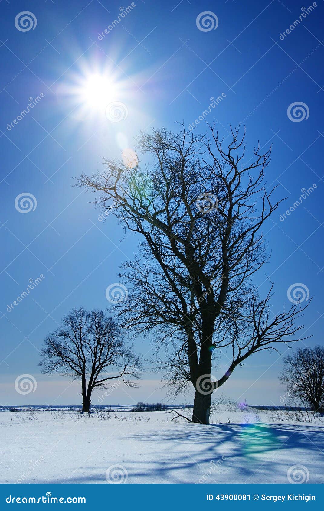 Lonely Tree in a Field in Winter Stock Image - Image of christmas ...
