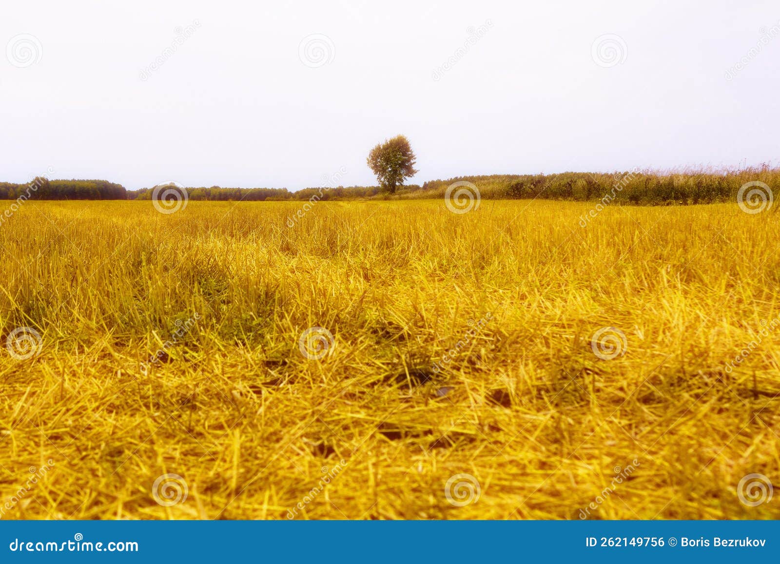 A Lonely Tree in the Fields Stock Photo - Image of agriculture, field ...