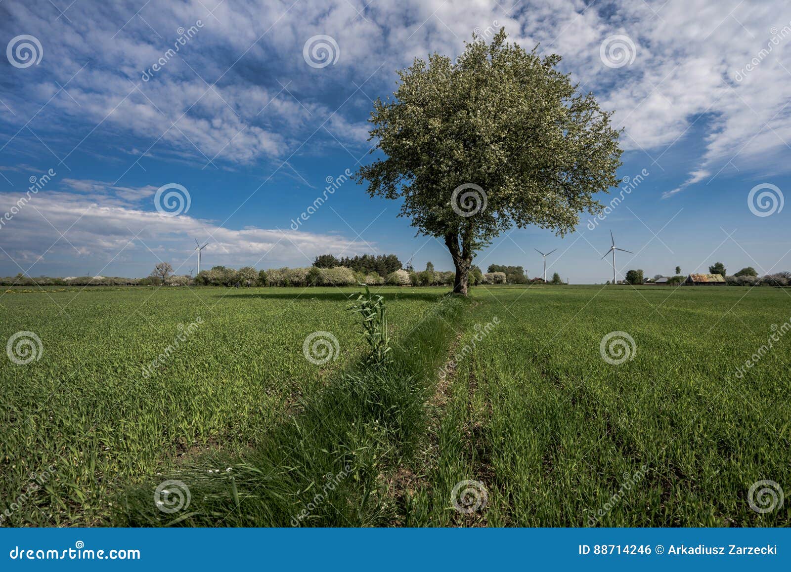 Lonely Tree among the Fields Stock Photo - Image of landscape, scenic ...