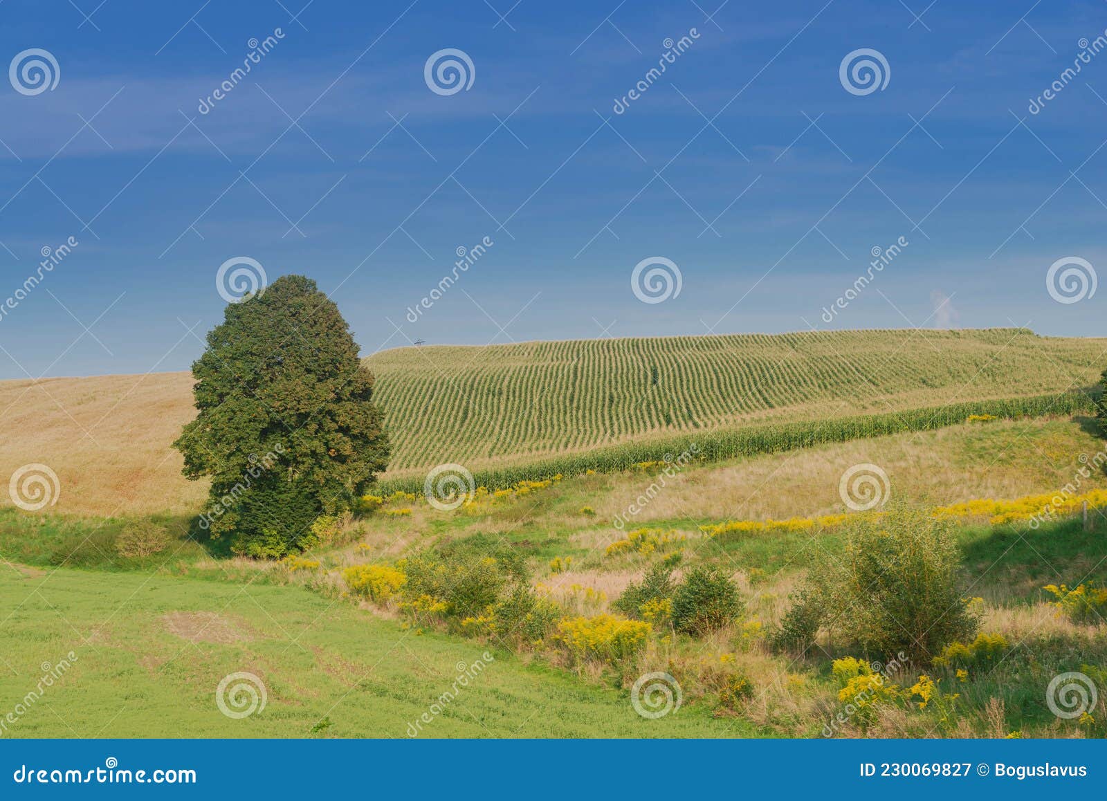 A Lonely Tree among Fields and Meadows in Undulating Terrain. Stock ... A Lonely Tree among Fields and Meadows in Undulating Terrain. Stock ...