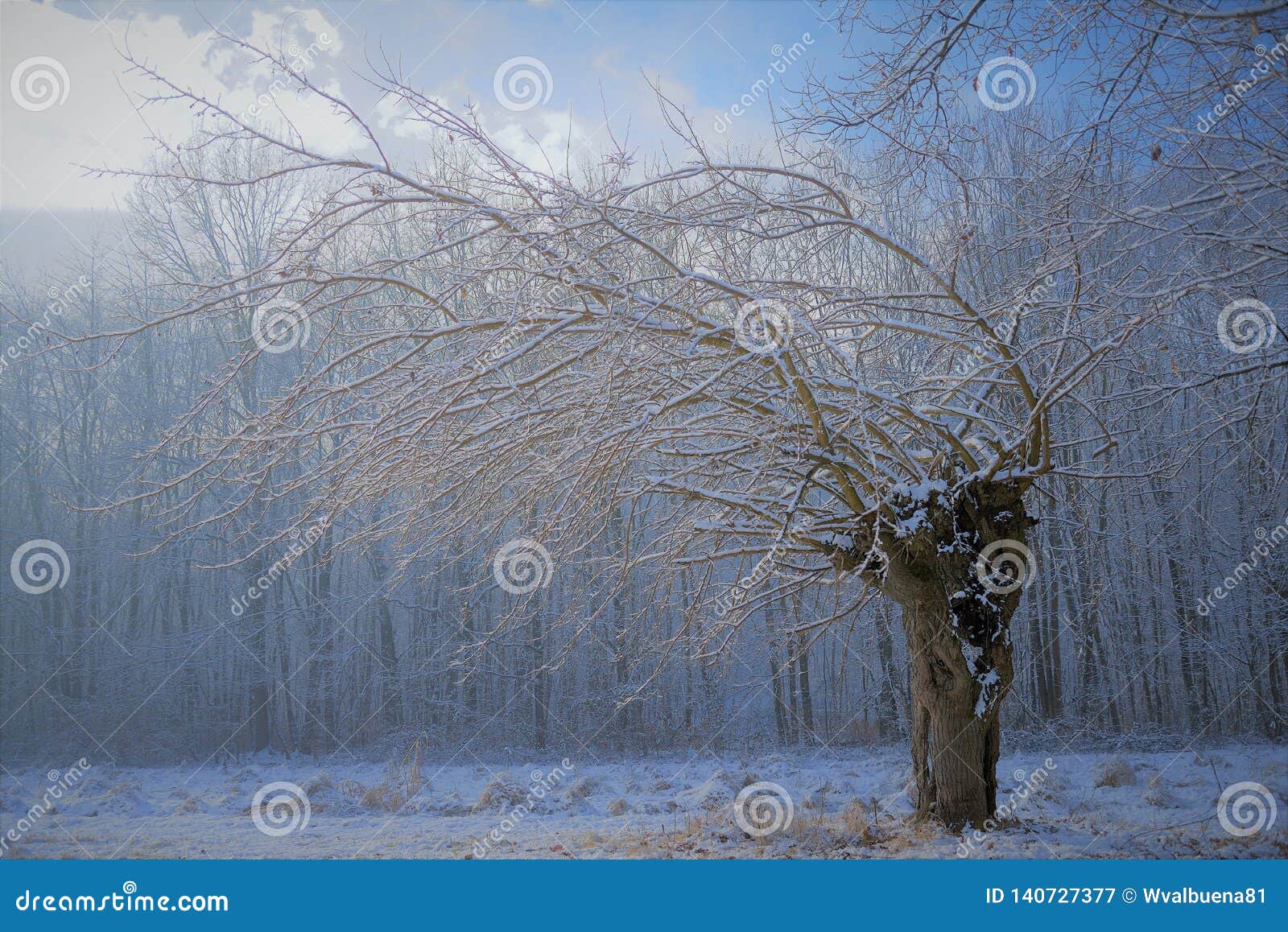 Lonely Tree Taken in the Ice Bite Stock Image - Image of frost, lonely ...