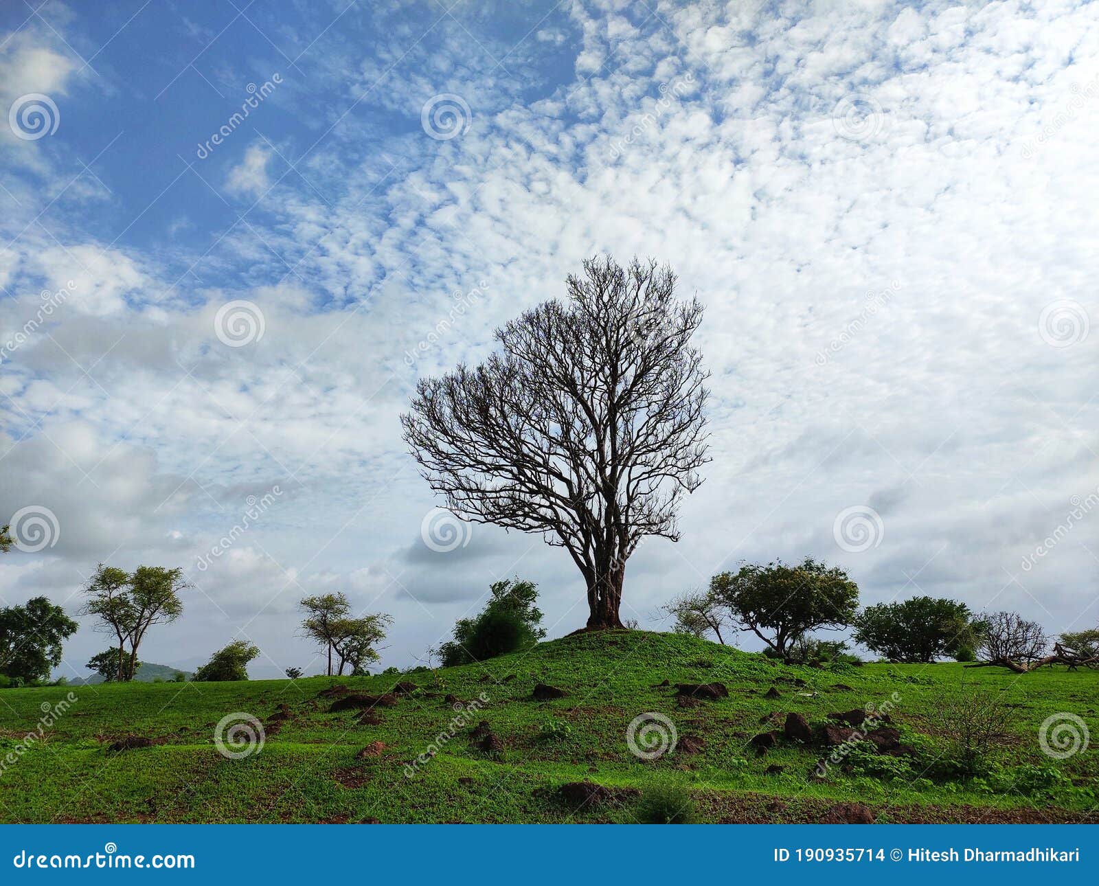 Lonely tree - Good Morning stock photo. Image of prairie - 190935714