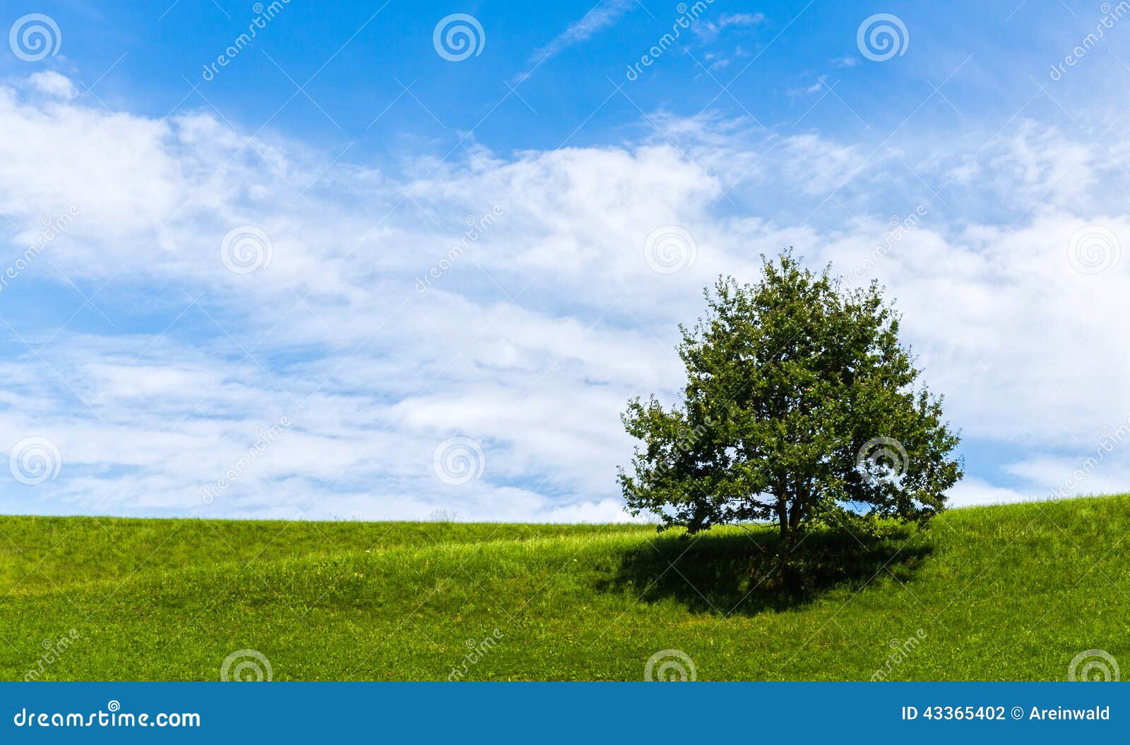 Lonely Tree stock photo. Image of nature, grass, clouds - 43365402