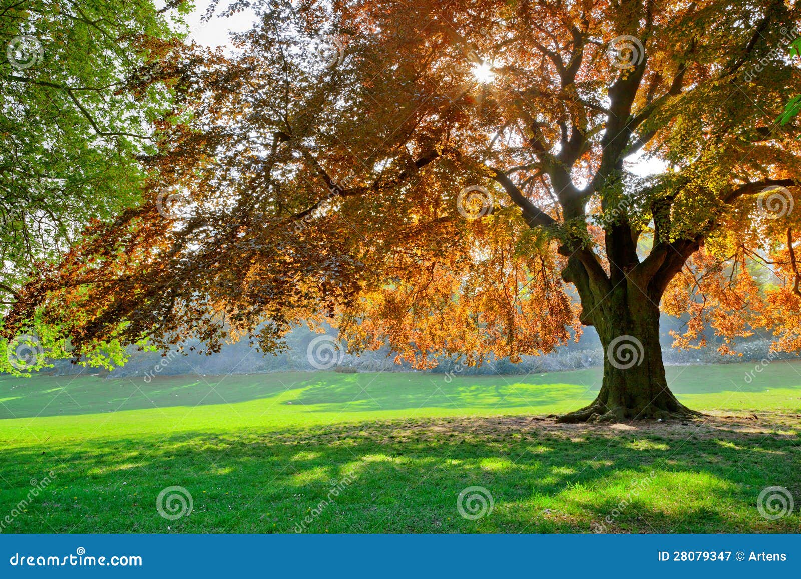 Lonely Tree on a Green Lawn. Park on a Sunny Day Stock Image - Image of ...