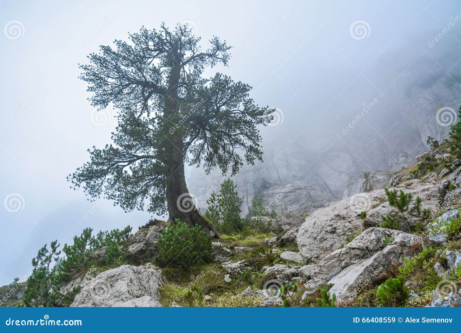 Lonely Tree Growing on a High Cliff Stock Image - Image of tree ...