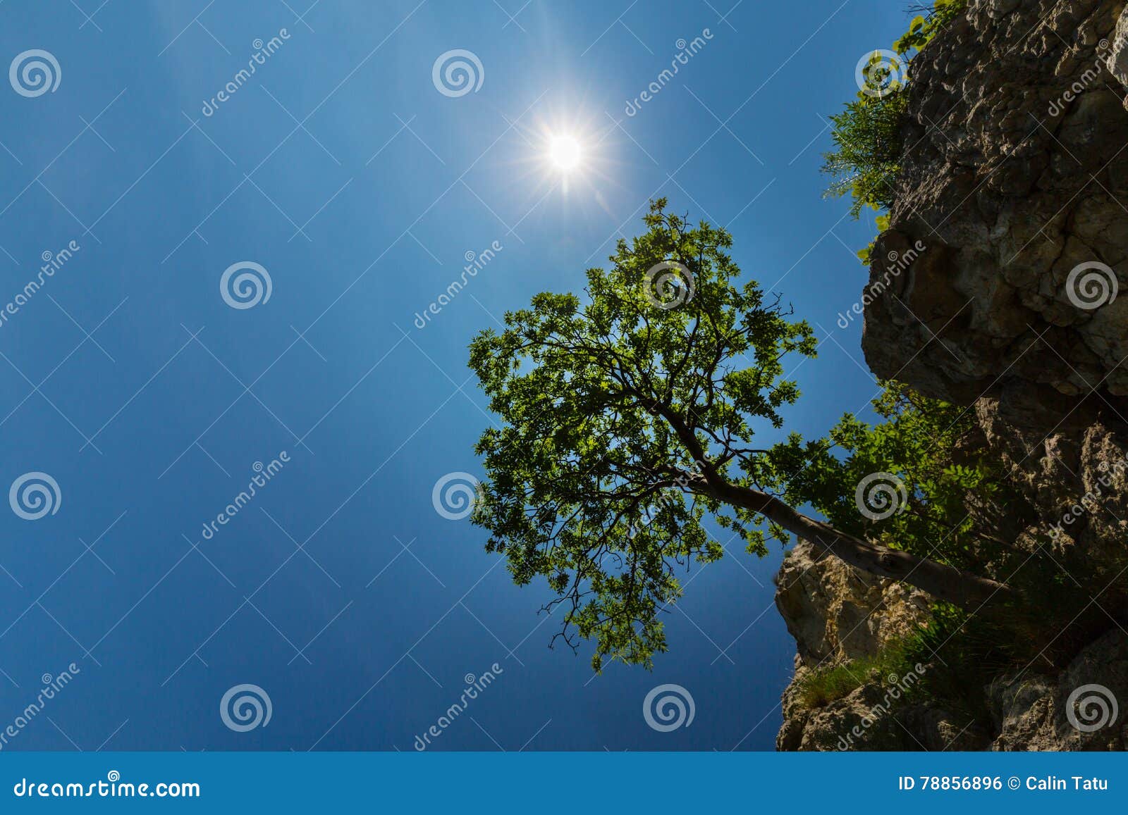 Lonely Tree Hanging from Rocks in the Mountains Stock Photo - Image of ...