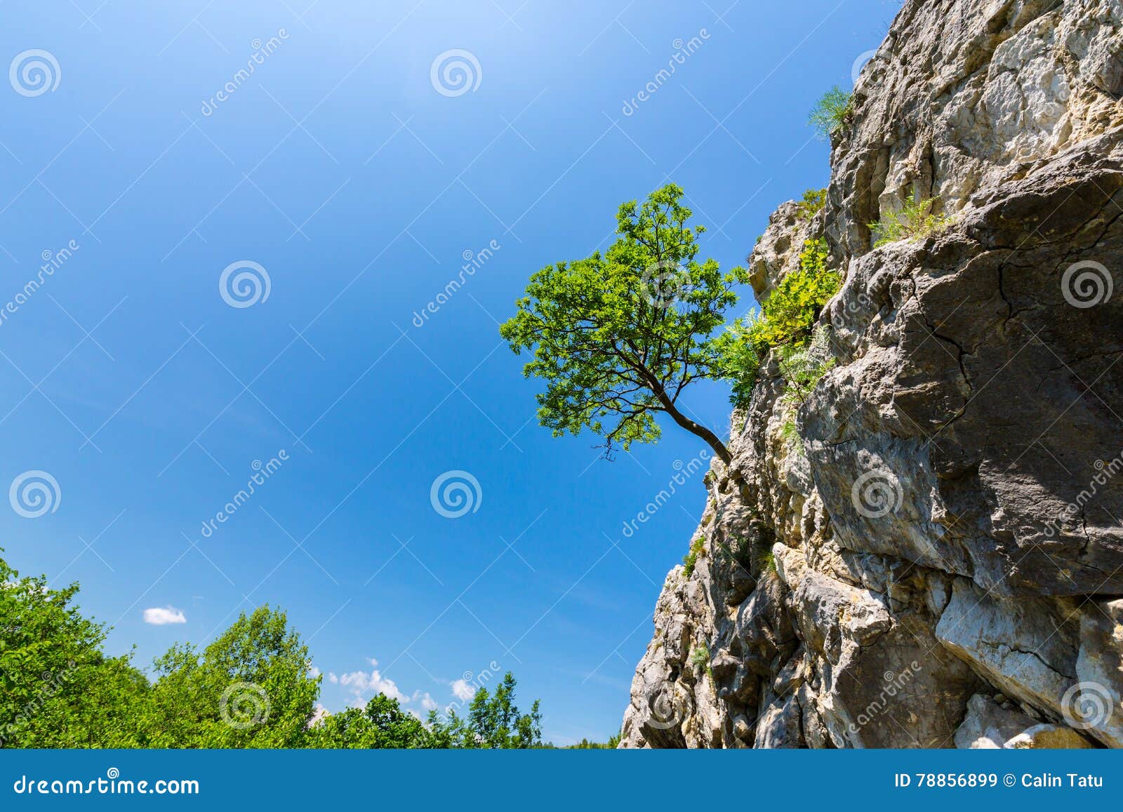 Lonely Tree Hanging from Rocks in the Mountains Stock Image - Image of ...