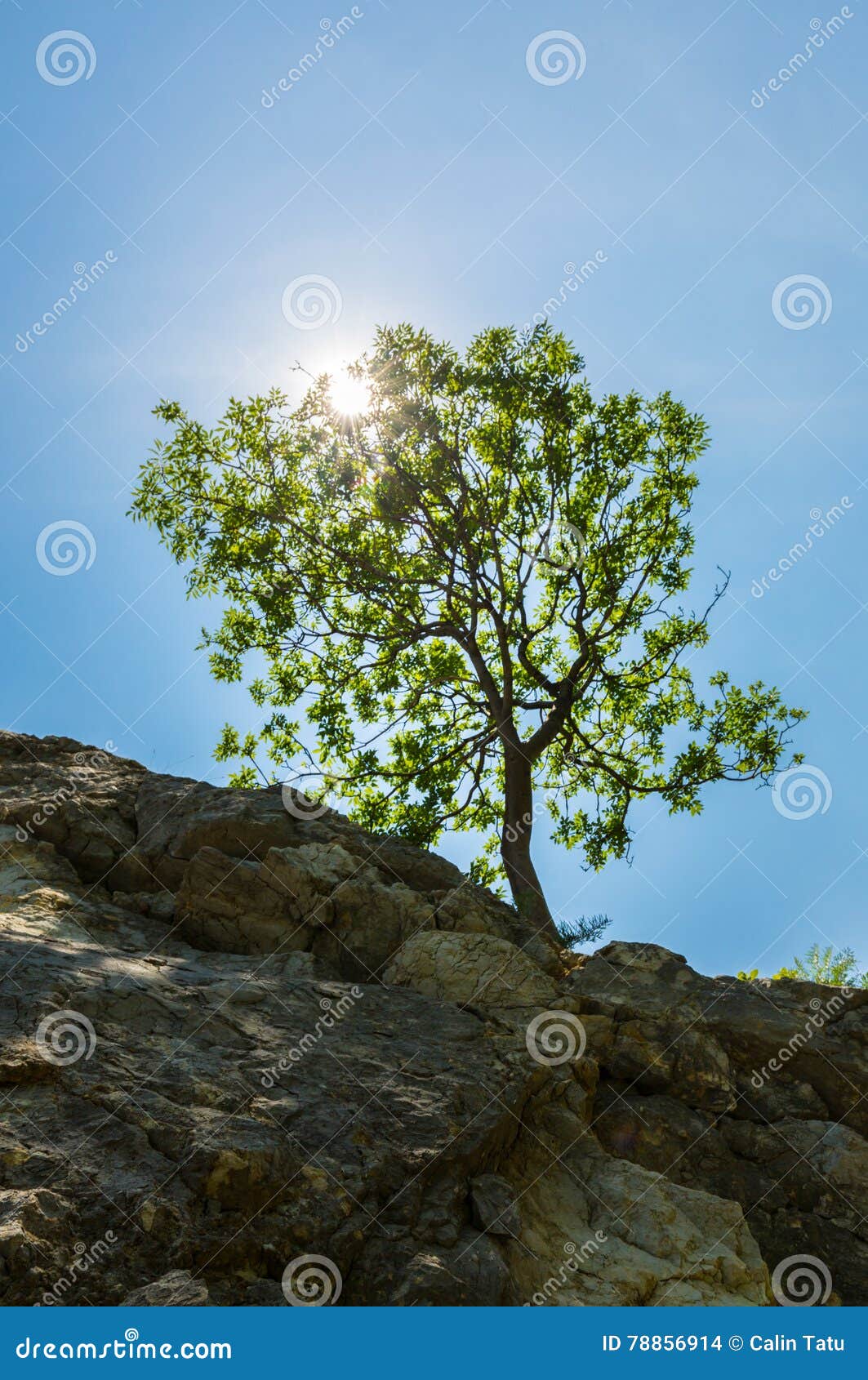 Lonely Tree Hanging from Rocks in the Mountains Stock Photo - Image of ...