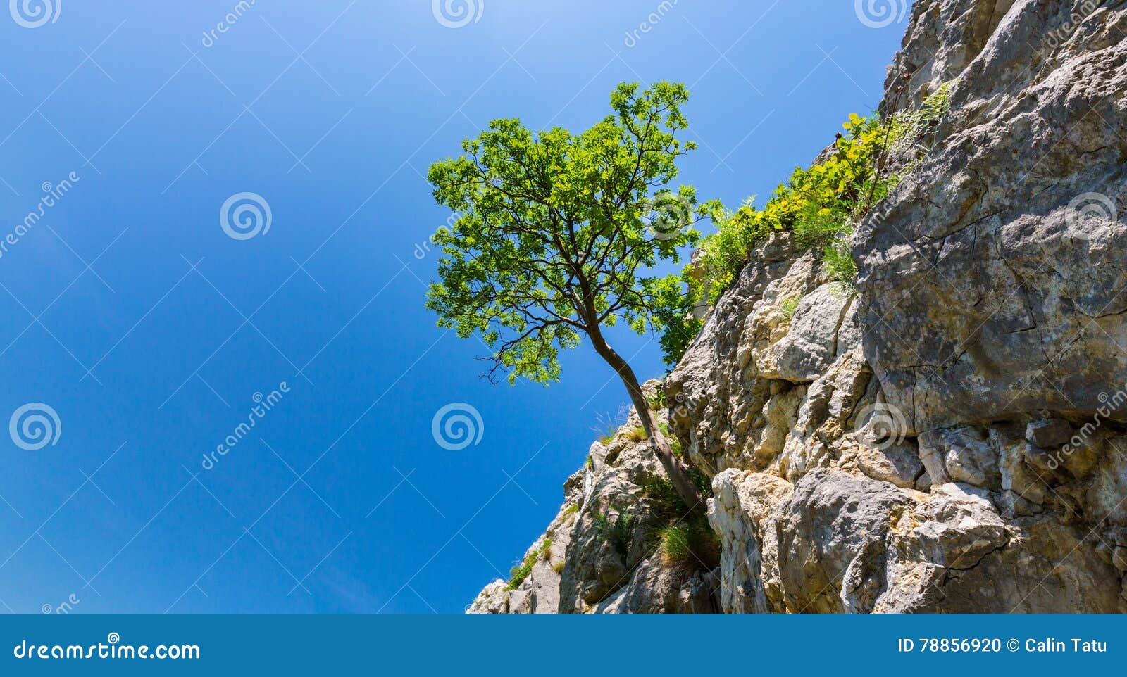 Lonely Tree Hanging from Rocks in the Mountains Stock Photo - Image of ...