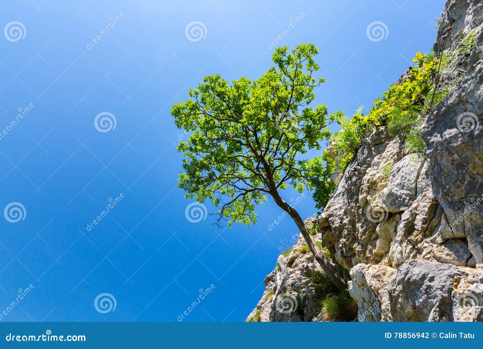 Lonely Tree Hanging from Rocks in the Mountains Stock Photo - Image of ...