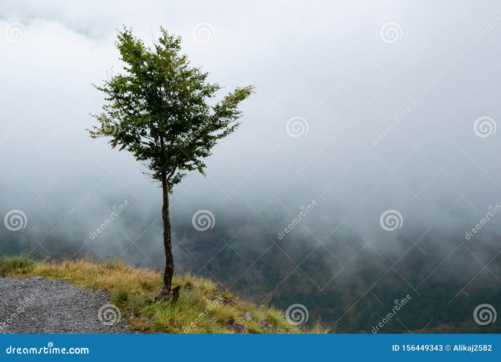 Lonely Tree on the Alpine Mountain Road Stock Image - Image of ...