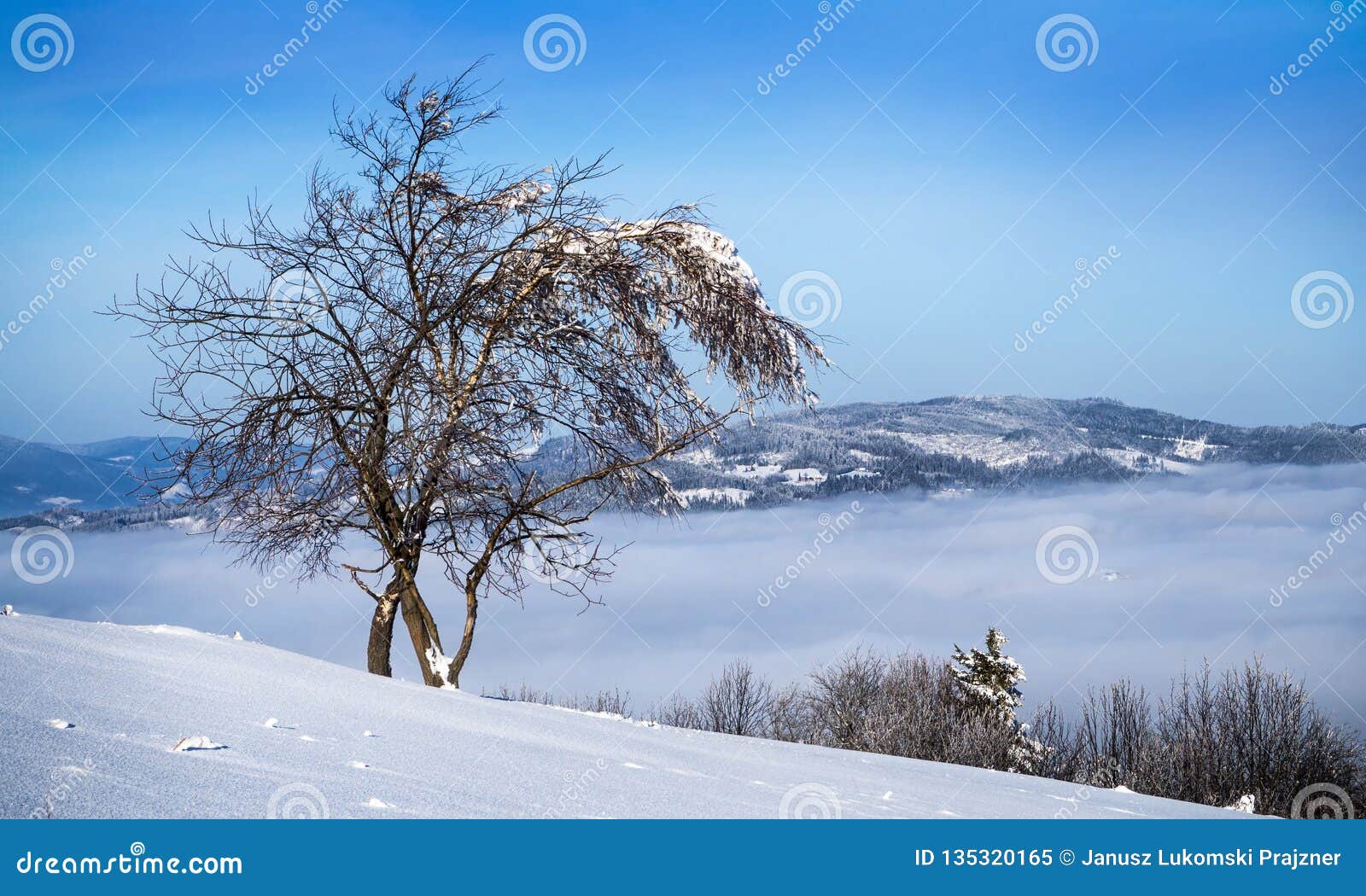 A Tree Fighting To Survive After A Storm In The French Alps Royalty ...