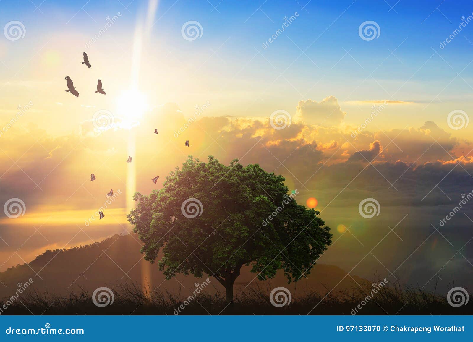 150,811 Tree Hill Sunset Photos - Free & Royalty-Free Stock Photos from ...