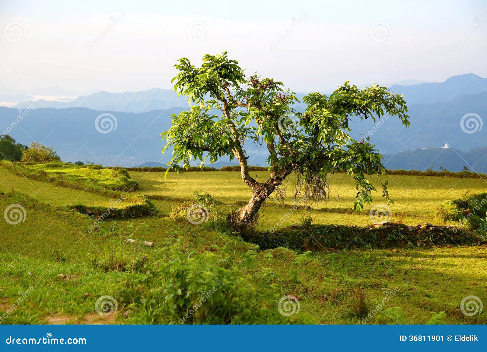 Lonely Tree at Himalayas Mountains Stock Image - Image of grass, scene ...