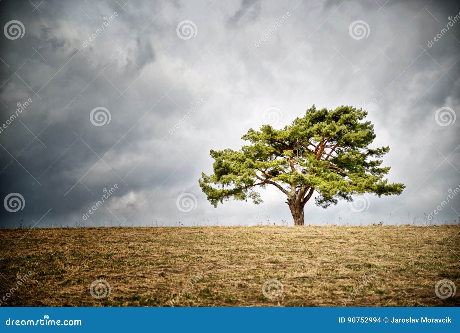 Lonely tree on horizon stock photo. Image of landscape - 90752994