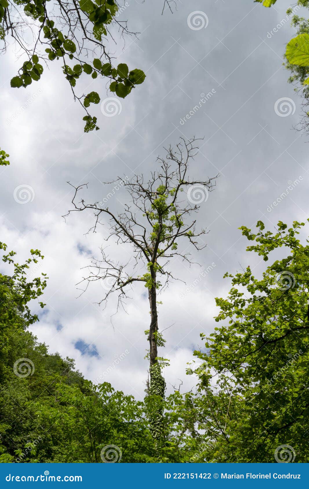 Lonely Tree at Ingleton Waterfalls Trail in the UK Stock Photo - Image ...