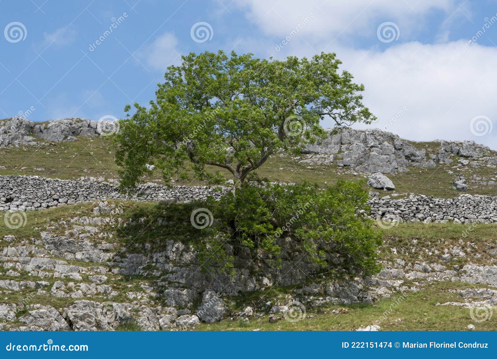 Lonely Tree at Ingleton Waterfalls Trail in the UK Stock Photo - Image ...