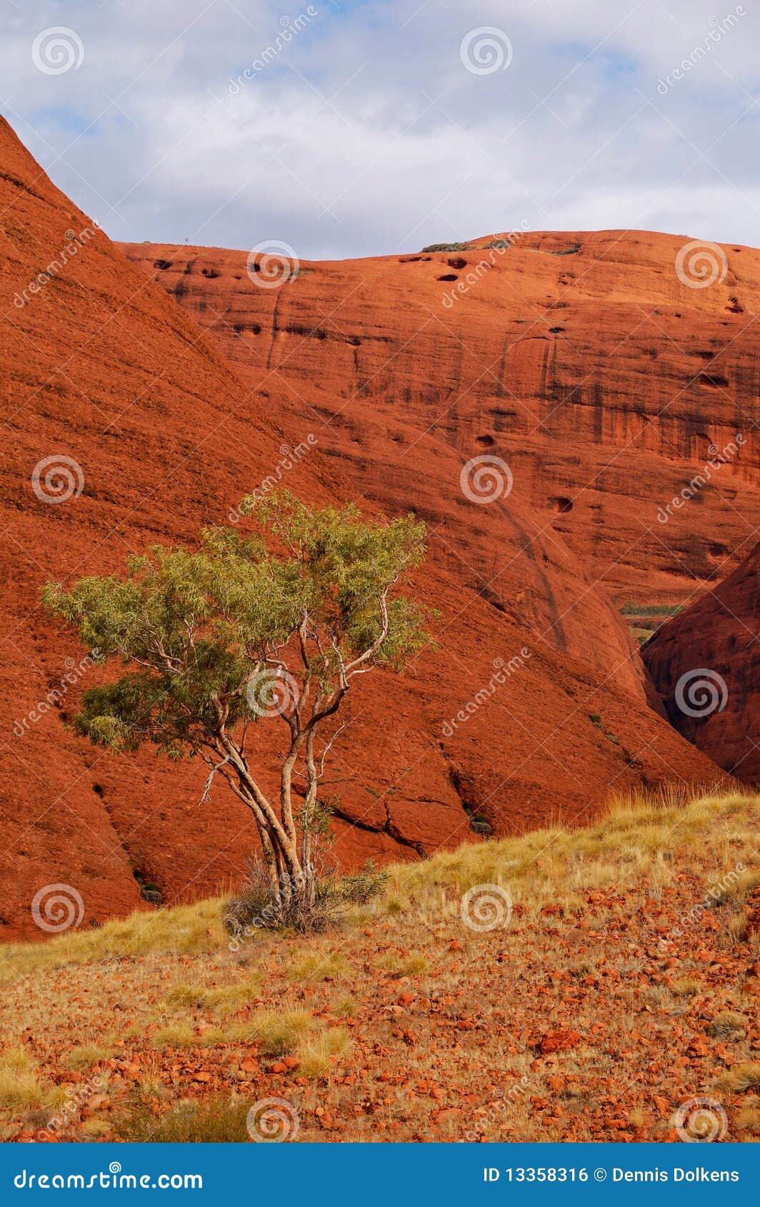 Lonely Tree in Kata Tjuta (the Olgas) Stock Photo - Image of tree ...