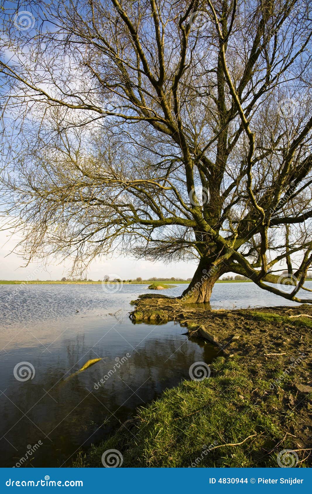Lonely tree at lake stock photo. Image of vibrant, outdoor - 4830944