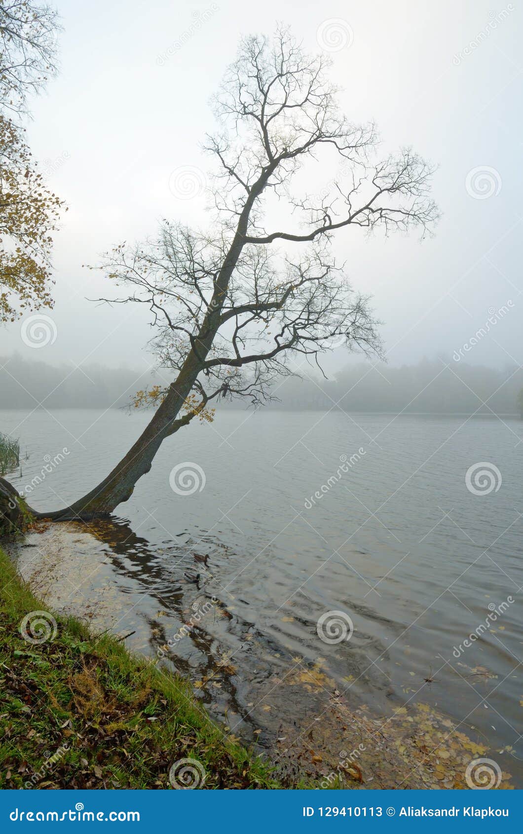 A lonely tree by the lake. stock image. Image of autumn - 129410113