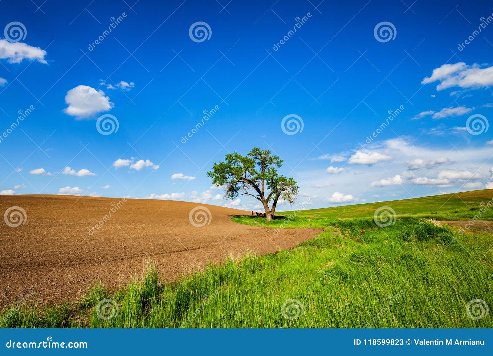 Lonely tree landscape stock image. Image of season, spring - 118599823