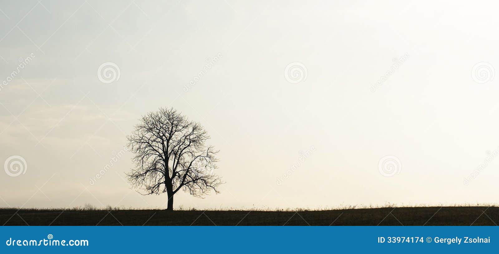 A lonely tree stock photo. Image of landscape, white - 33974174