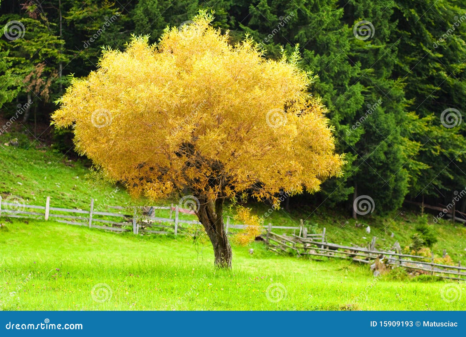 Lonely Tree Landscape - Vibrant Colors Stock Image - Image of forest ...
