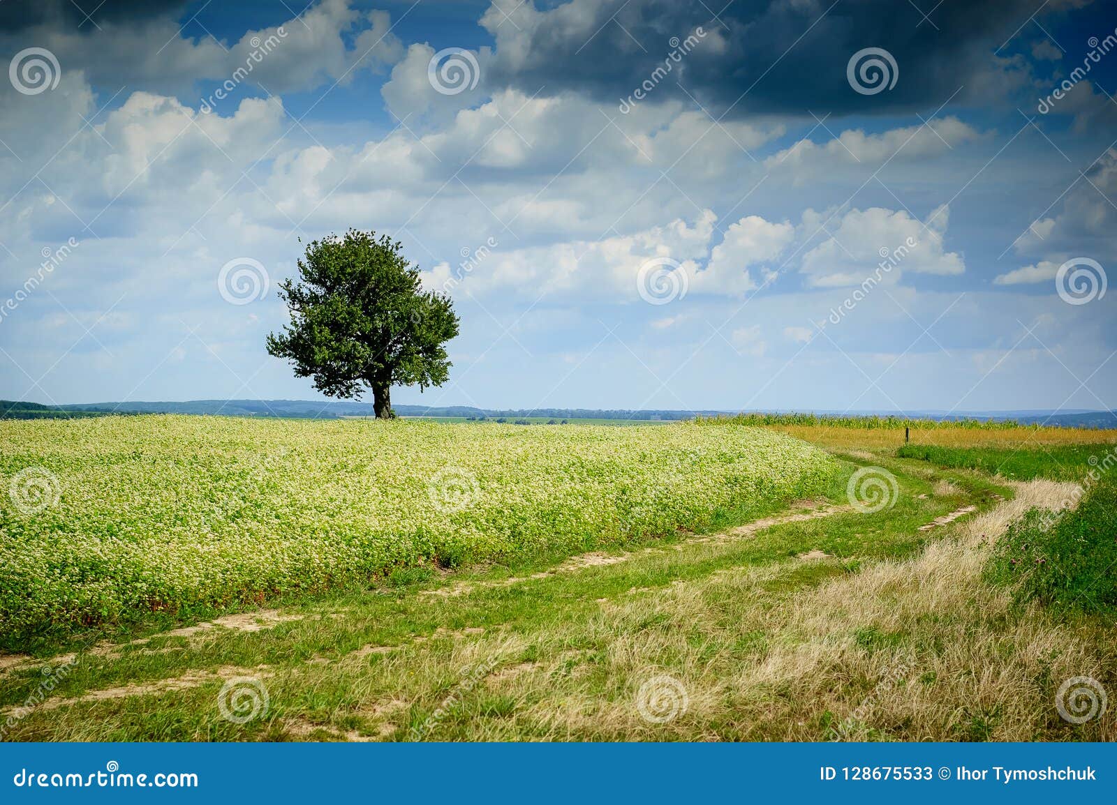A lonely tree stock image. Image of countryside, middle - 128675533