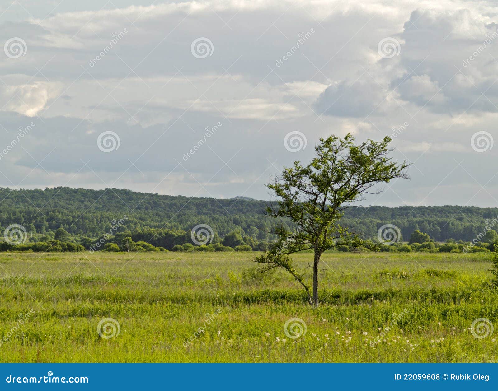 Lonely Tree in the Middle of a Meadow Stock Photo - Image of nature ...