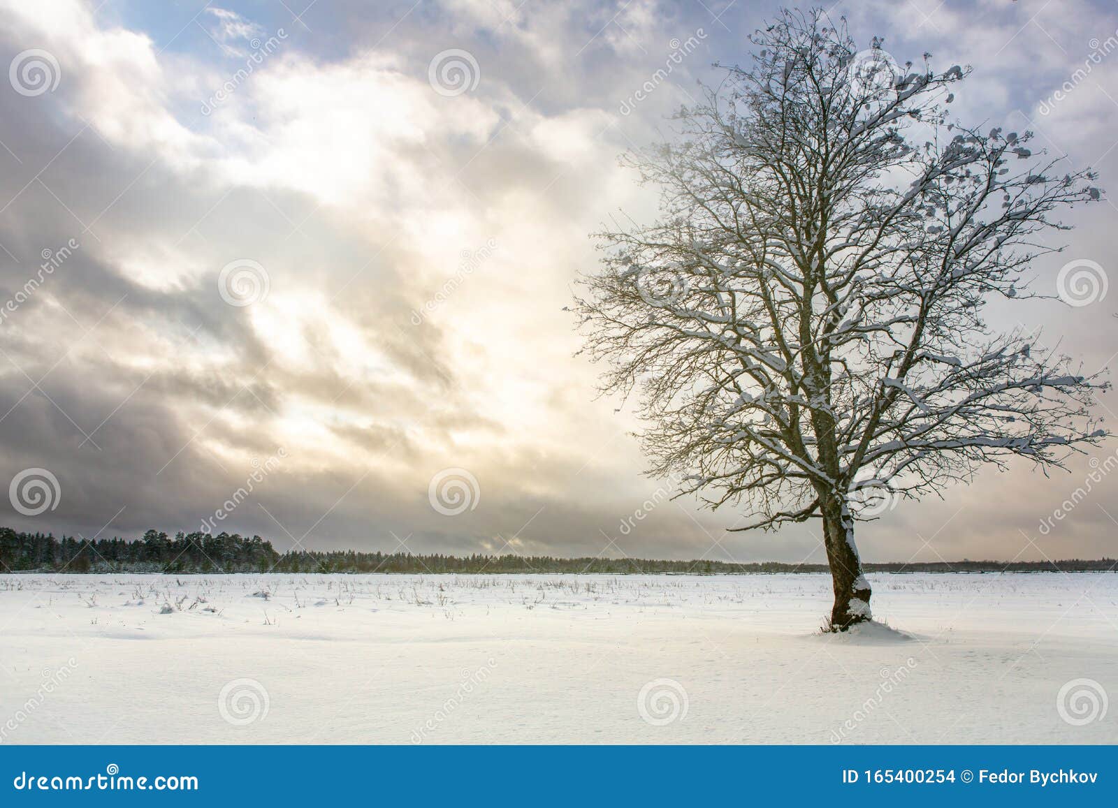 A Lonely Tree in the Middle of a Snowy Field on a Cloudy Day Stock ...