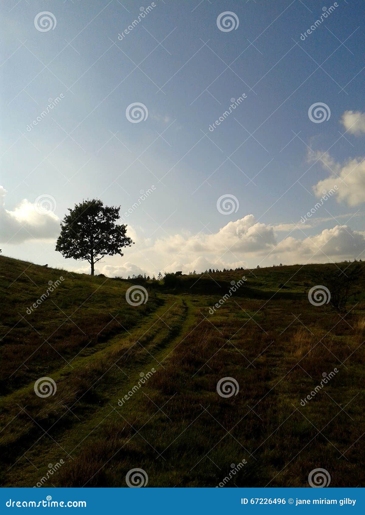 Lonely tree on the moor stock photo. Image of moor, tree - 67226496