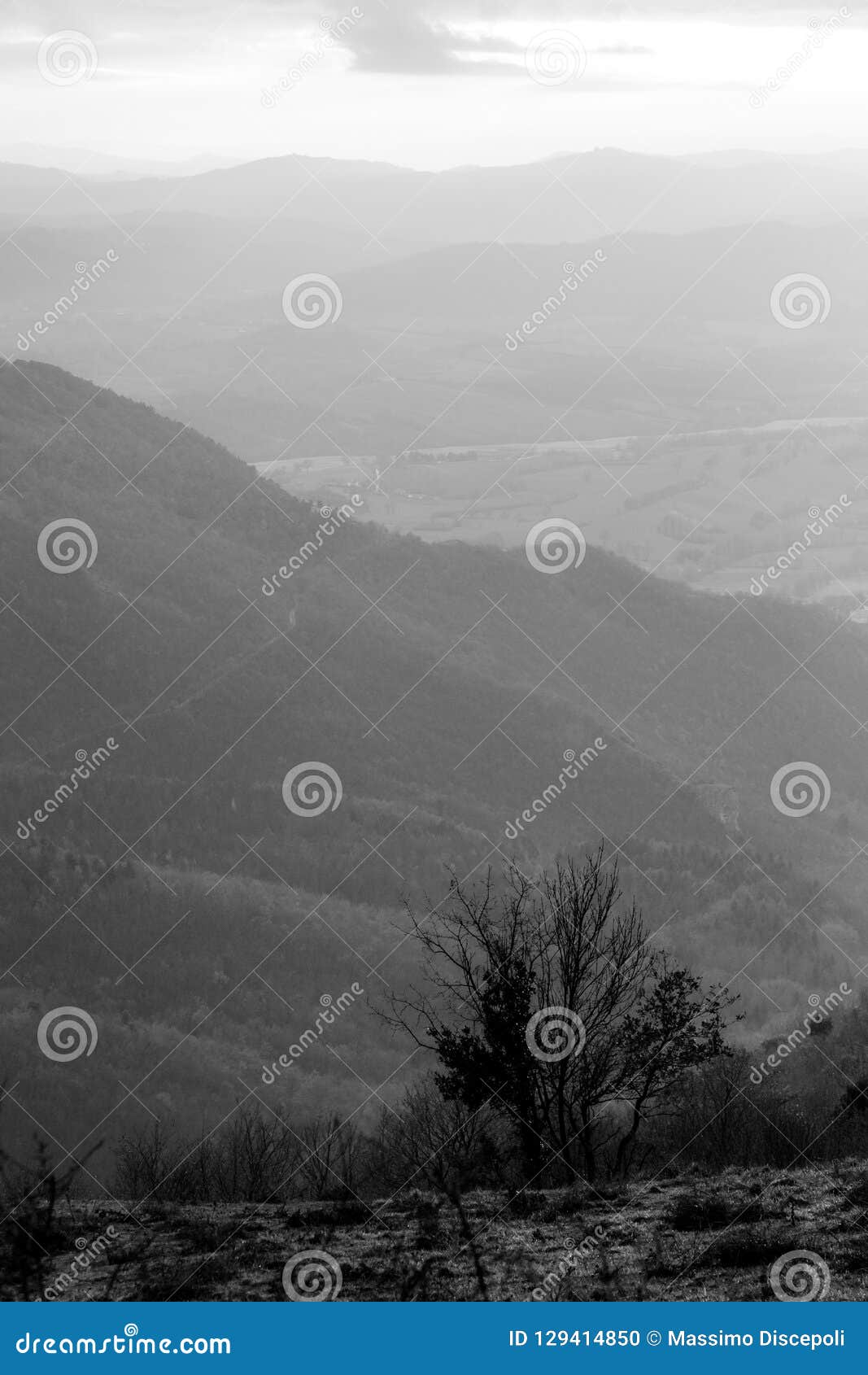 A Lonely Tree on a Mountain Cliff, with Others Mountains and Mist on ...