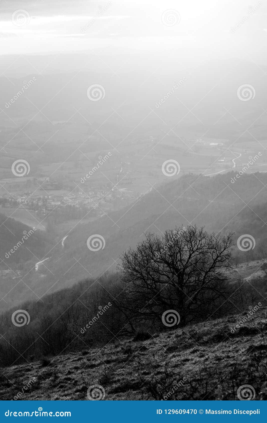 A Lonely Tree on a Mountain Cliff, with Others Mountains and Mist on ...