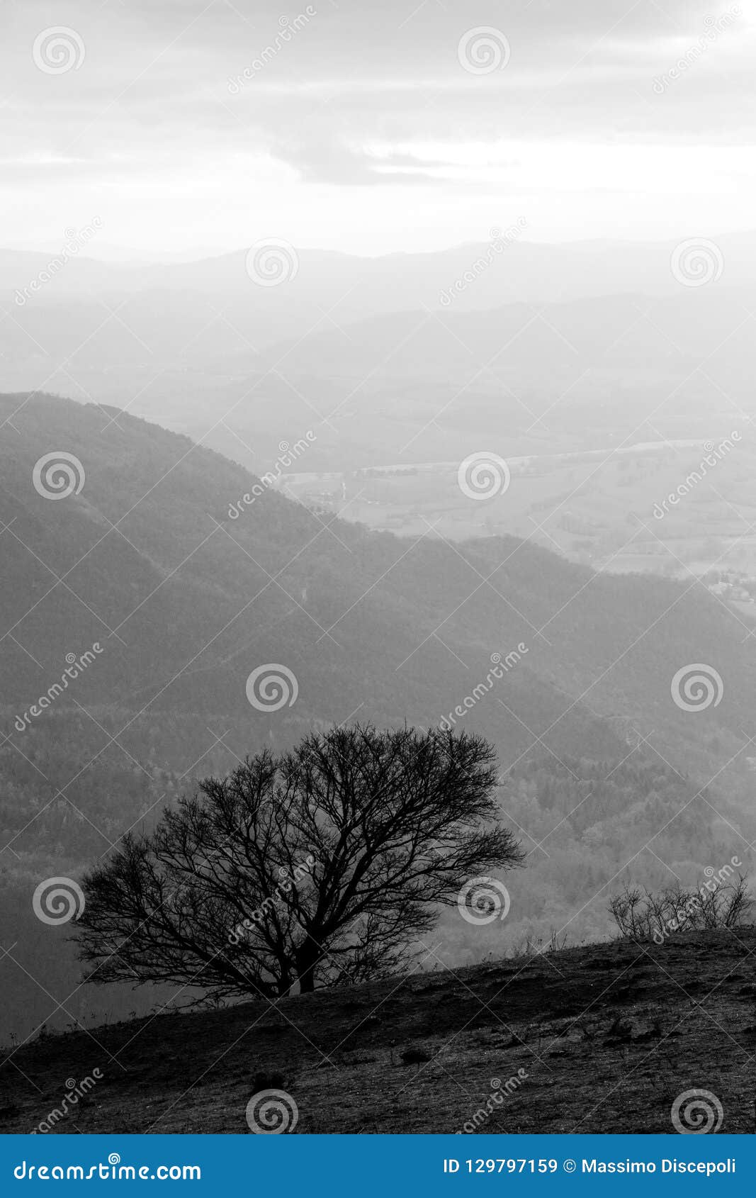 A Lonely Tree on a Mountain Cliff, with Others Mountains and Mist on ...