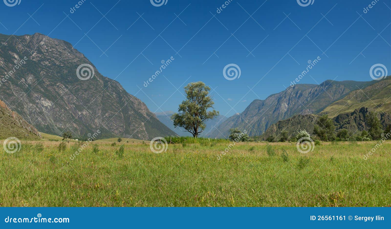 Lonely Tree in Mountains. Altai Mountains Stock Image - Image of alpine ...